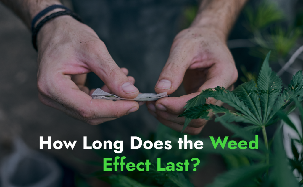 How Long Does Weed Effect Last?