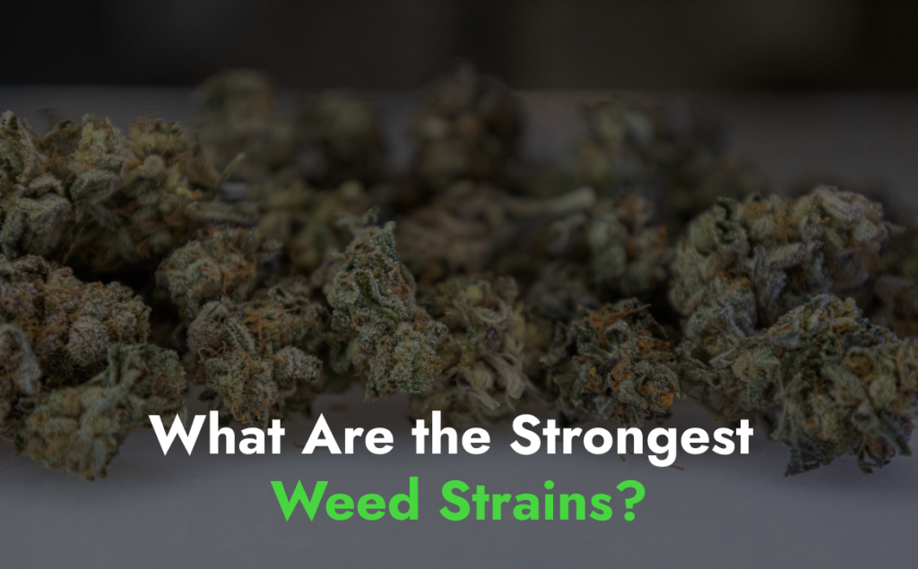 What Are the Strongest Weed Strains? Top Potent Picks
