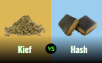 Kief vs. Hash: Differences, Benefits, and Which Is Better for You
