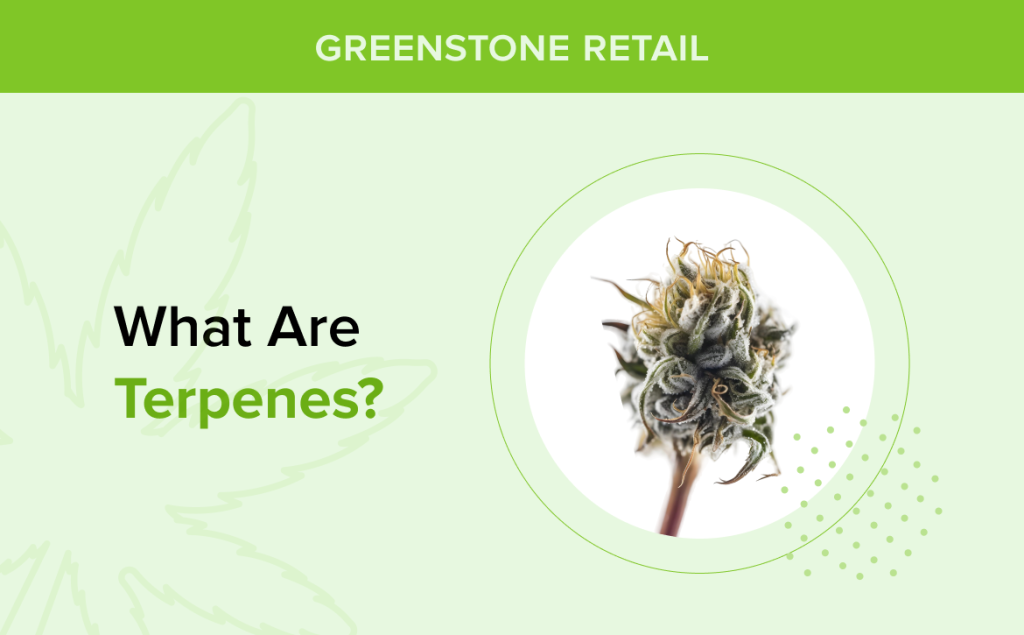 Cannabis Terpenes Explained: Effects, Benefits & How to Choose the ...