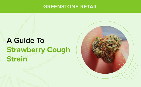Strawberry Cough Strain Guide: Why It’s One of the Most Loved Sativas